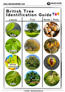British Tree Identification Guide | Teaching Resources