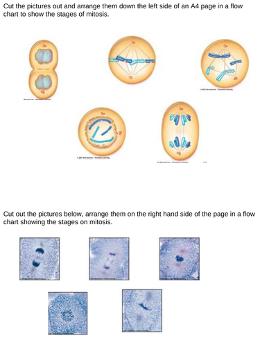 Mitosis A Level Biology | Teaching Resources