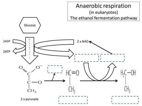 Anaerobic respiration (AQA A-level Biology) | Teaching Resources