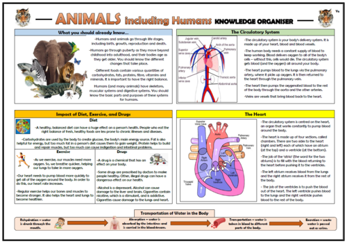 Year 6 Animals including Humans Knowledge Organiser! | Teaching Resources