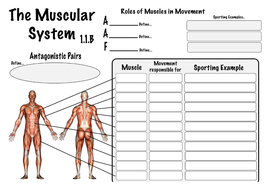 Muscular System GCSE PE (OCR 1.1.b) Revision Sheet | Teaching Resources
