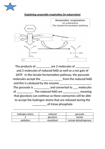 Anaerobic respiration (CIE International A-level Biology) | Teaching ...