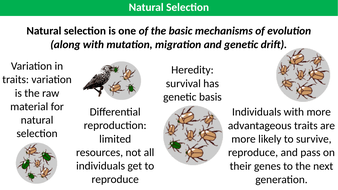 Natural Selection Examples | Teaching Resources