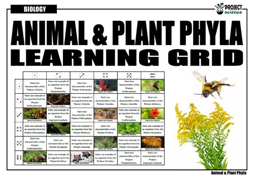 Animal and Plant Phyla Learning Grid | Teaching Resources