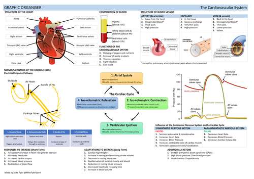 Anatomy & Physiology: Five Graphic Organisers | Teaching Resources