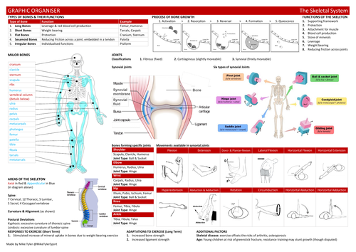 Anatomy & Physiology: Five Graphic Organisers | Teaching Resources