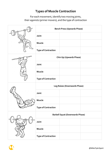 A&P Muscular System: Types of Contraction | Teaching Resources
