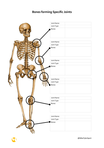 A&P Skeletal System: Bones forming Joints | Teaching Resources
