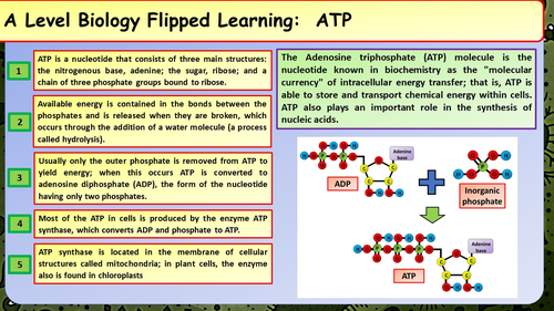 A Level Biology Biological Molecules Summary Sheets | Teaching Resources