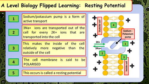 A Level Biology Nervous System Summary Sheets | Teaching Resources