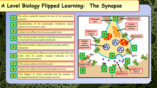 A Level Biology Nervous System Summary Sheets | Teaching Resources