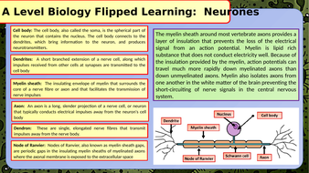 A Level Biology Nervous System Summary Sheets | Teaching Resources