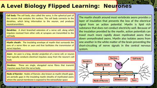 A Level Biology Nervous System Summary Sheets | Teaching Resources