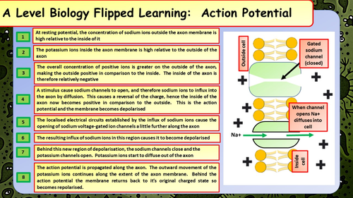A Level Biology Nervous System Summary Sheets | Teaching Resources