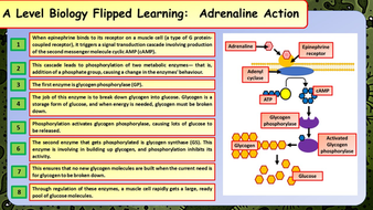 A Level Biology Hormonal Control Summary Sheets | Teaching Resources