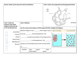 The Alveoli and Diffusion Worksheet | Teaching Resources