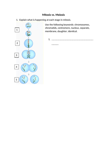 Mitosis Meiosis Summary Worksheets | Teaching Resources