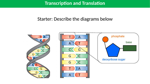 Transcription and Translation | Teaching Resources