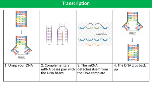 Transcription and Translation Step-by-Step | Teaching Resources