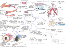 BTEC Applied Science Level 3/BTEC Criminal Investigation Unit 1 Biology Exam revision | Teaching ...