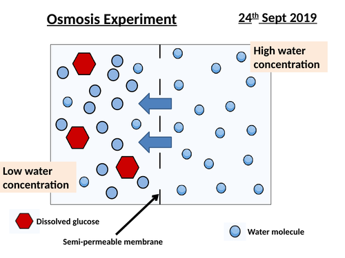 Osmosis explained - animated ppt | Teaching Resources