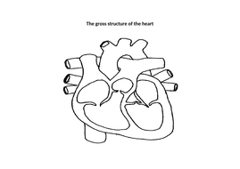 Gross structure of the human heart (AQA A-level Biology) | Teaching ...