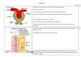 A Level Kidney | Teaching Resources
