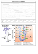A Level Kidney | Teaching Resources