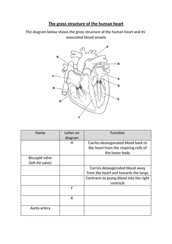 Transport in mammals REVISION (Topic 8 CIE International A-level ...