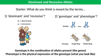 Genotypes, Phenotypes, Dominant and Recessive | Teaching Resources