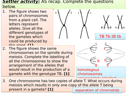 A Level Biology Genetics - Population genetics | Teaching Resources