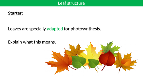 Leaf Structure and Function | Teaching Resources