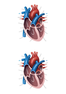 Cardiovascular System - Edexcel GCSE PE (9-1) | Teaching Resources