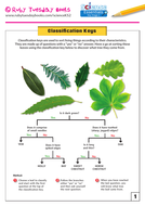 Leaf Classification Key | Teaching Resources
