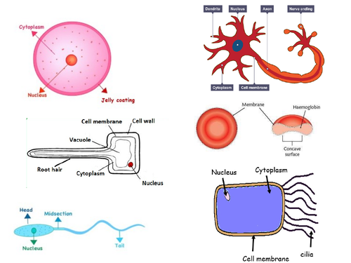 Cell Biology KS3 - Specialised Cells | Teaching Resources