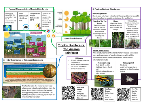 Amazon Rainforest Case Study Information Sheet (AQA) | Teaching Resources