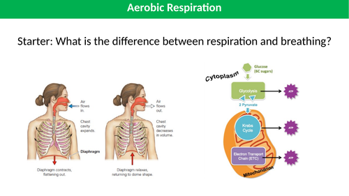 Aerobic Respiration | Teaching Resources