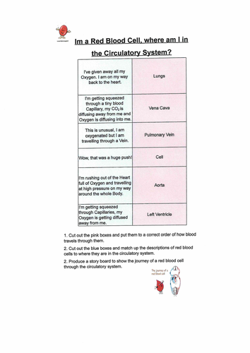 I am a red blood cell, where am I in the Circulatory system? | Teaching ...