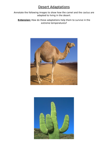 AQA KS3 Feeding Relationships Lesson 2 Adaptations | Teaching Resources