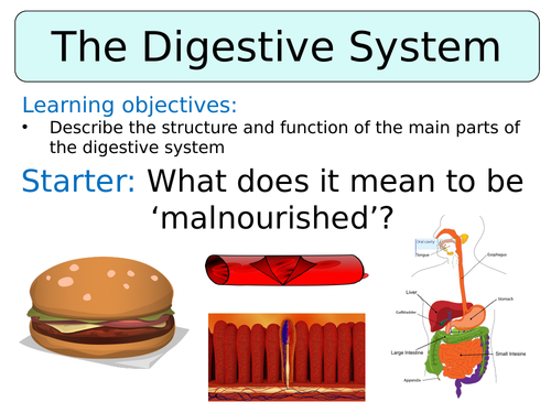 KS3 ~ Year 8 ~ Digestive System | Teaching Resources