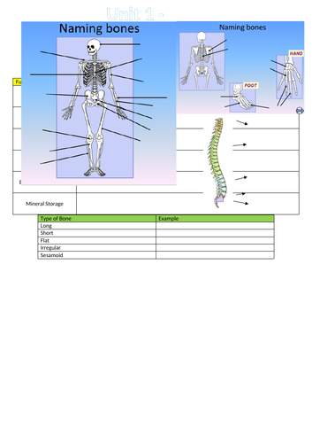 Unit 1 - 1.1 - Understanding the Skeletal System - All Lessons and Test ...
