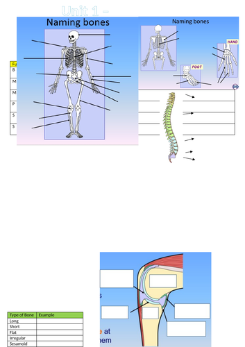 Unit 1 - 1.1 - Understanding the Skeletal System - All Lessons and Test ...
