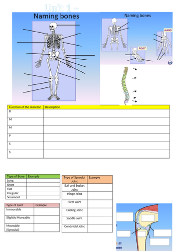 Unit 1 - 1.1 - Understanding the Skeletal System - All Lessons and Test ...