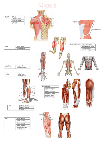 Cambridge Technical Level 3 Sport - Unit 1 Understanding the Muscular ...