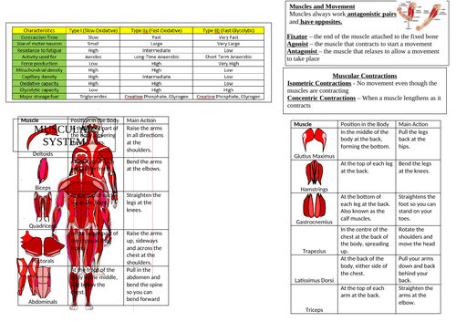 Cambridge Technical Level 3 Sport - Unit 1 Understanding the Muscular ...