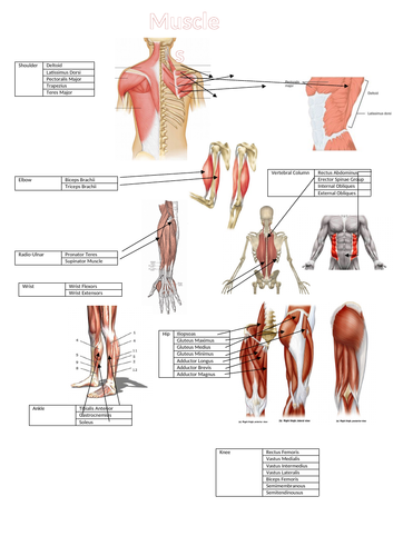 Cambridge Technical Level 3 Sport - Unit 1 Understanding the Muscular ...