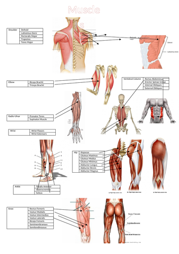 Cambridge Technical Level 3 Sport - Unit 1 Understanding the Muscular ...