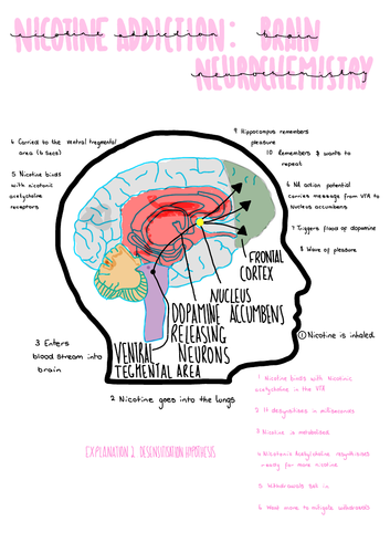 A-Level Psychology, Nicotine addiction:Brain neurochemistry | Teaching ...