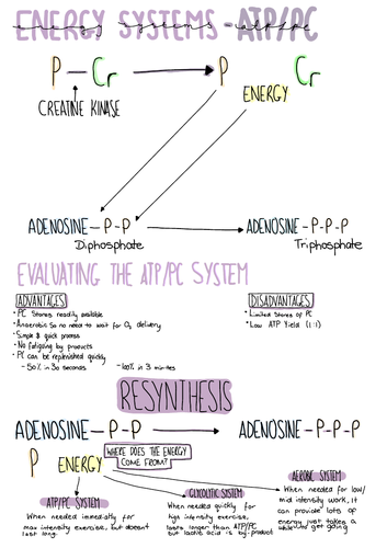 A-Level PE OCR, ATP/PC System | Teaching Resources A-Level PE OCR, ATP/PC System | Teaching Resources