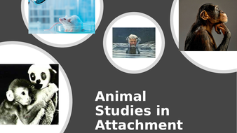 Animal Studies in Attachment - AQA - A Level - Psychology | Teaching ...